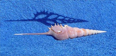 Events and Gossips: Collection of very strange shells