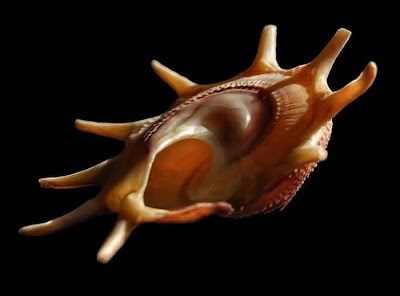 Events and Gossips: Collection of very strange shells