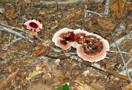 Events and Gossips: Gruesome Bleeding Mushrooms!