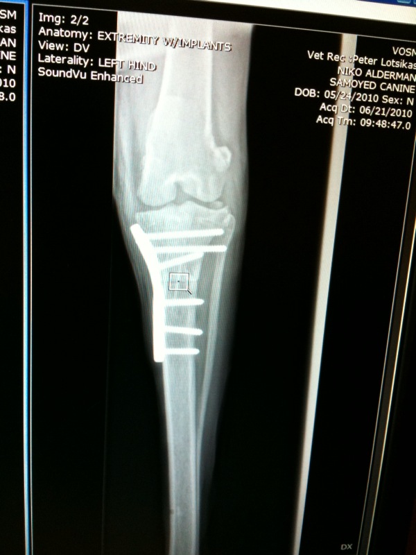 Niko's TPLO surgery: TPLO X-rays at 4 weeks