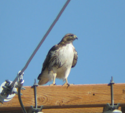 CA/AZ: Red-tailed Hawks of Arizona
