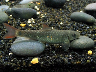 Understanding Spa Fish: Spa Fish ( The Real Garra Rufa )