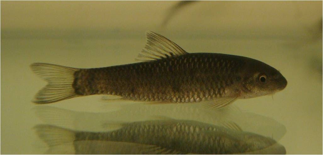 Understanding Spa Fish: Spa Fish ( The Real Garra Rufa )