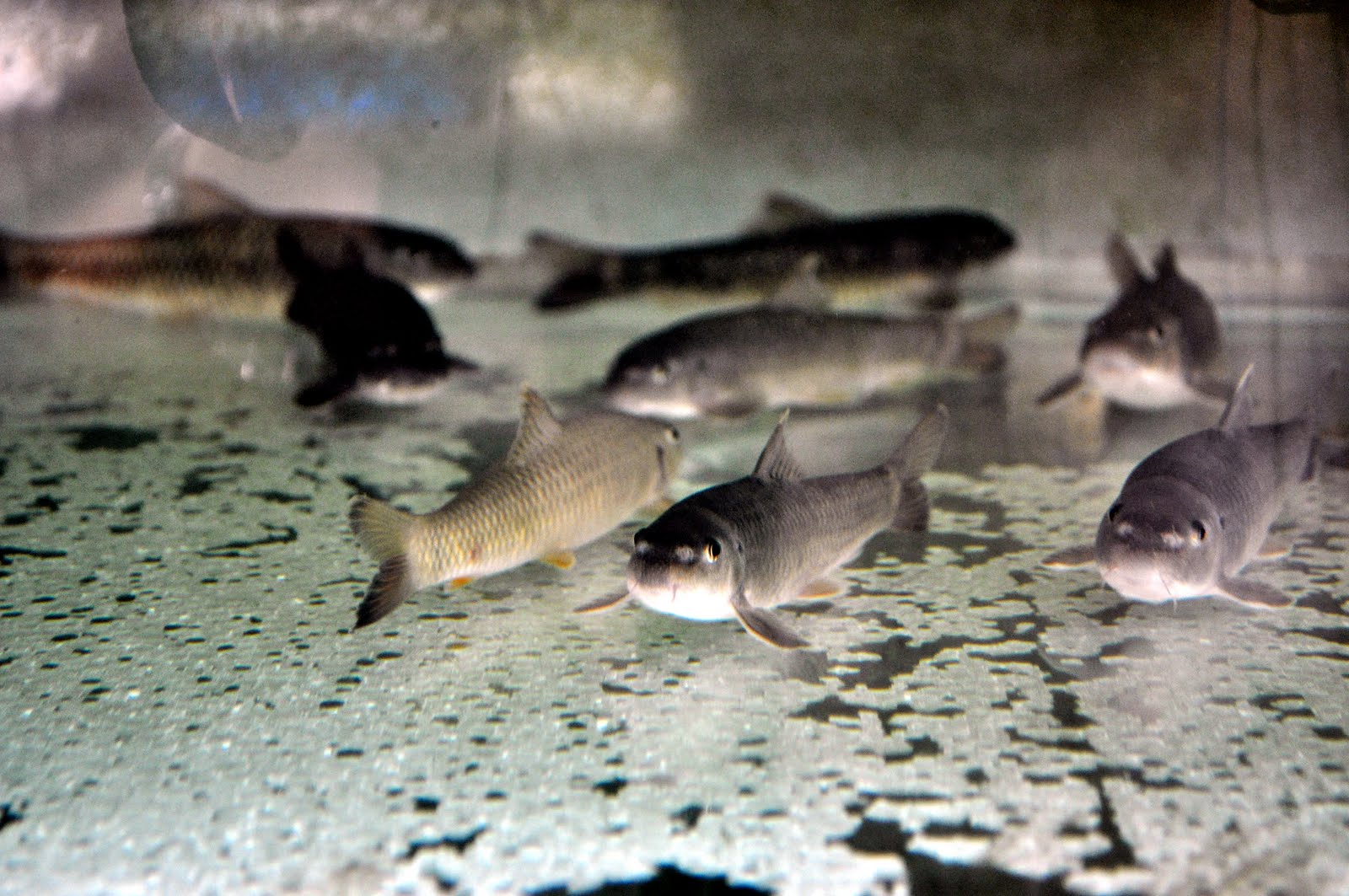 Garra Rufa Breeding & Packing Process