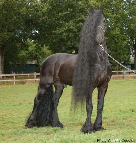 Sweet Horse: Il Frisone Occidentale: