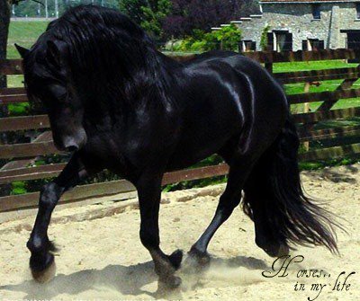 Foto Di Cavalli Frisoni