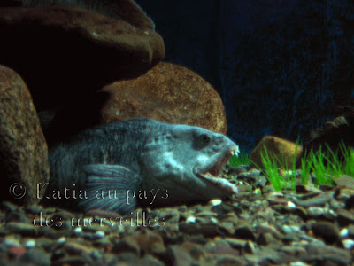 Katia au pays des merveilles: août 2009