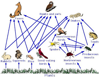 Ecology: How do energy and nutrients flow through an ecosystem? Give an ...