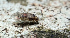 Catalogue of Organisms: Barklice and Booklice and Such