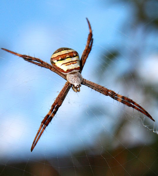Catalogue of Organisms: Araneidae - With Web and With Scent