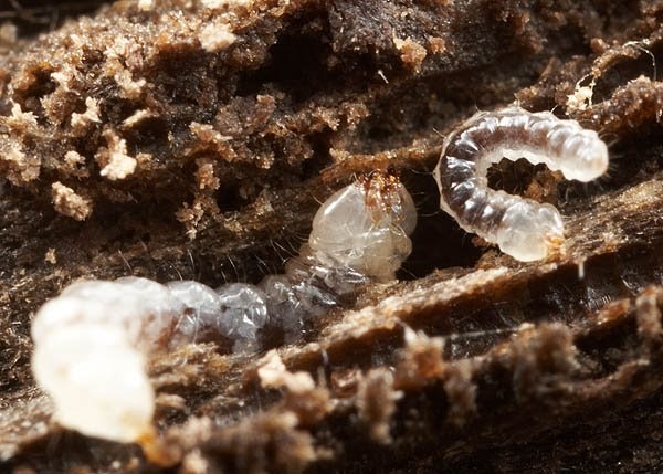 Catalogue of Organisms: Eating Mum from the Inside Out