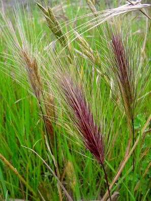 Catalogue of Organisms: Stacks of Barley (Taxon of the Week: Hordeum)