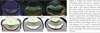 Catalogue of Organisms: Bivalves Born Free (Taxon of the Week: Pectinoidea)