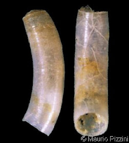 Catalogue of Organisms: Stop Giggling (Taxon of the Week: Fartulum)