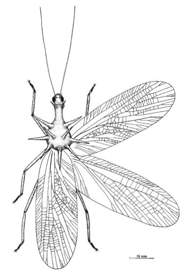 Catalogue of Organisms: All About Gerarus