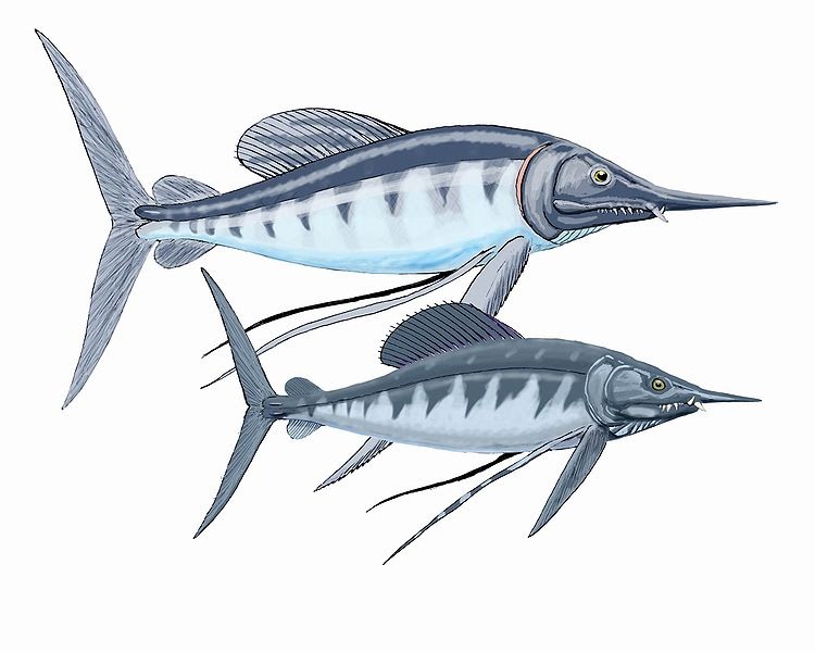 Catalogue of Organisms: Who Left All this Fish Lying Around (Taxon of ...