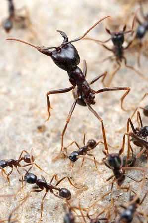 Soldier Ant Size