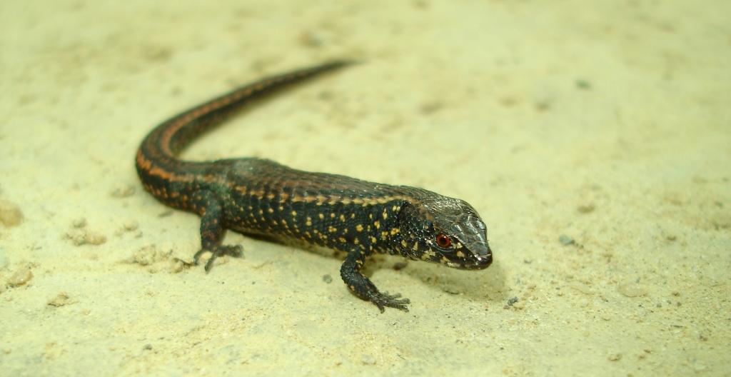 Catalogue of Organisms: Small lizards of South America