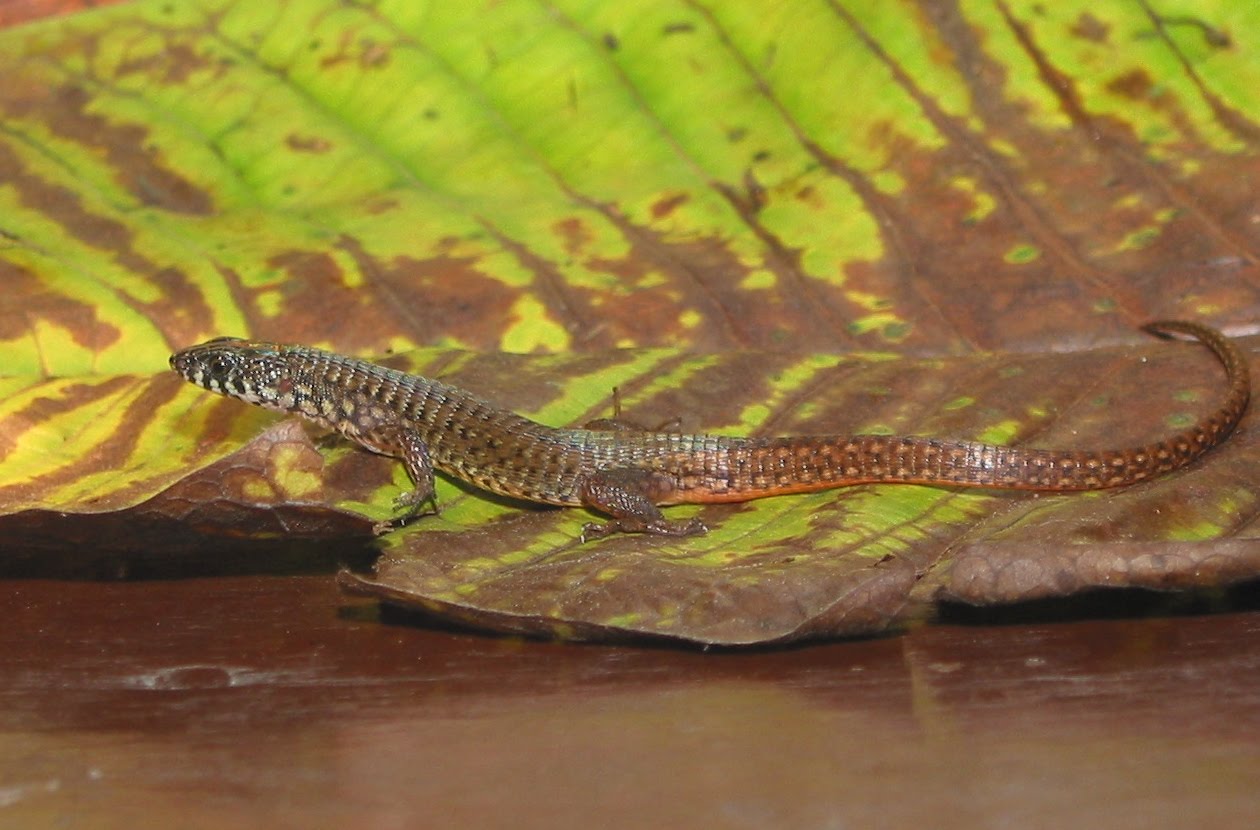 South American Reptiles