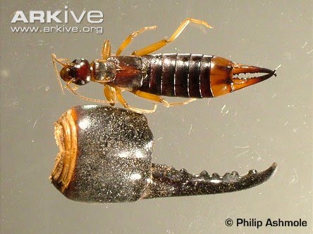 Catalogue of Organisms: Wigs and Wings and Other Things