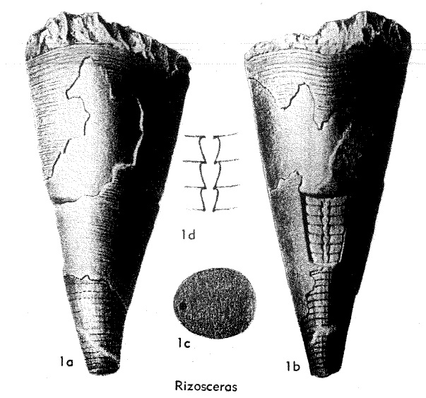 Variety of Life: Oncoceratidae