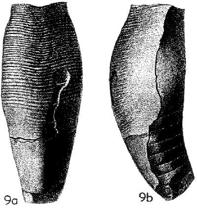 Variety of Life: Acleistoceratidae