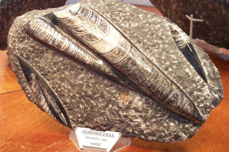 Variety of Life: Proteoceratidae