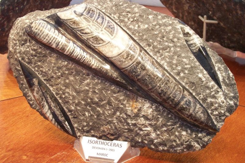 Variety of Life: Proteoceratidae