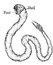 Variety of Life: Pholadoidea