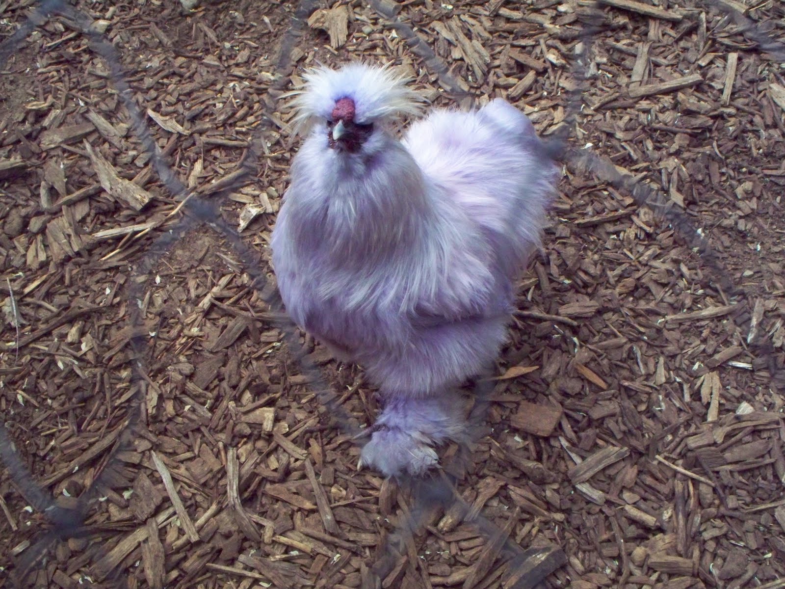 Good Cheer Farm: Smile!