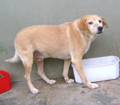 ADOÇÕES ALPA: URGENTE: 91 - MESTIÇO DE LABRADOR CARAMELO