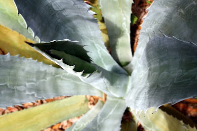 Style Key West: Color Stories: Local Color Inspiration