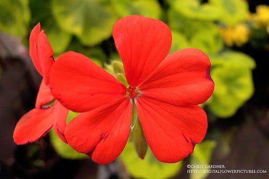 Digital Flower Pictures.com: Crystal Palace Gem Zonal Geranium
