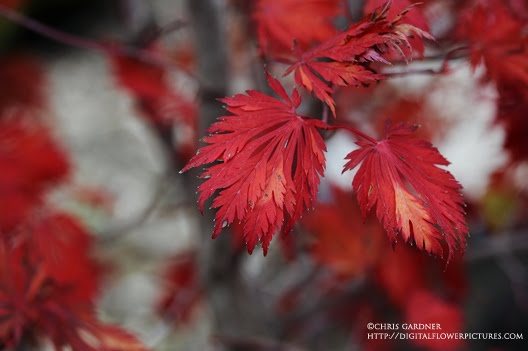Digital Flower Pictures.com: Fernleaf Full Moon Maple Fall Color