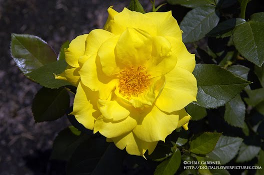Digital Flower Pictures.com: Deep Yellow Rose