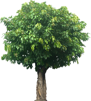 Tropical Plant Pictures: Ficus Virens (White Fig)