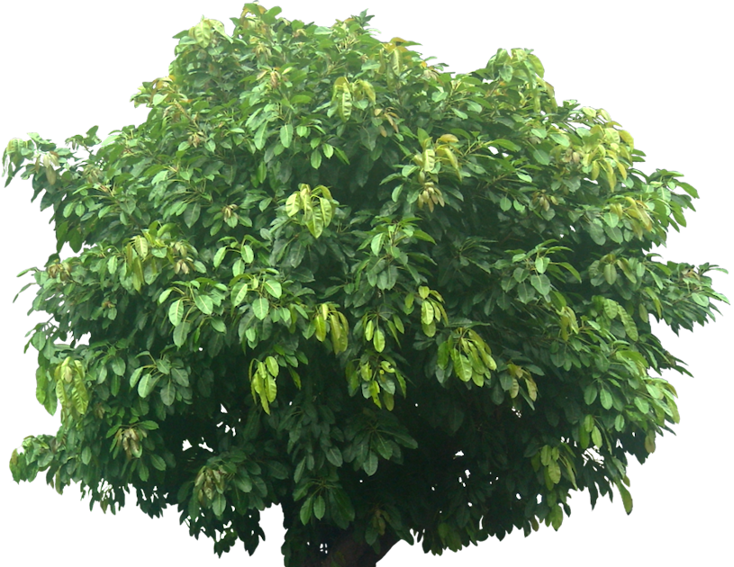 Tropical Plant Pictures: Ficus Virens (White Fig)