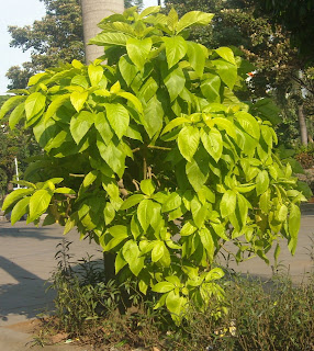 Tropical Plant Pictures: Pisonia Alba