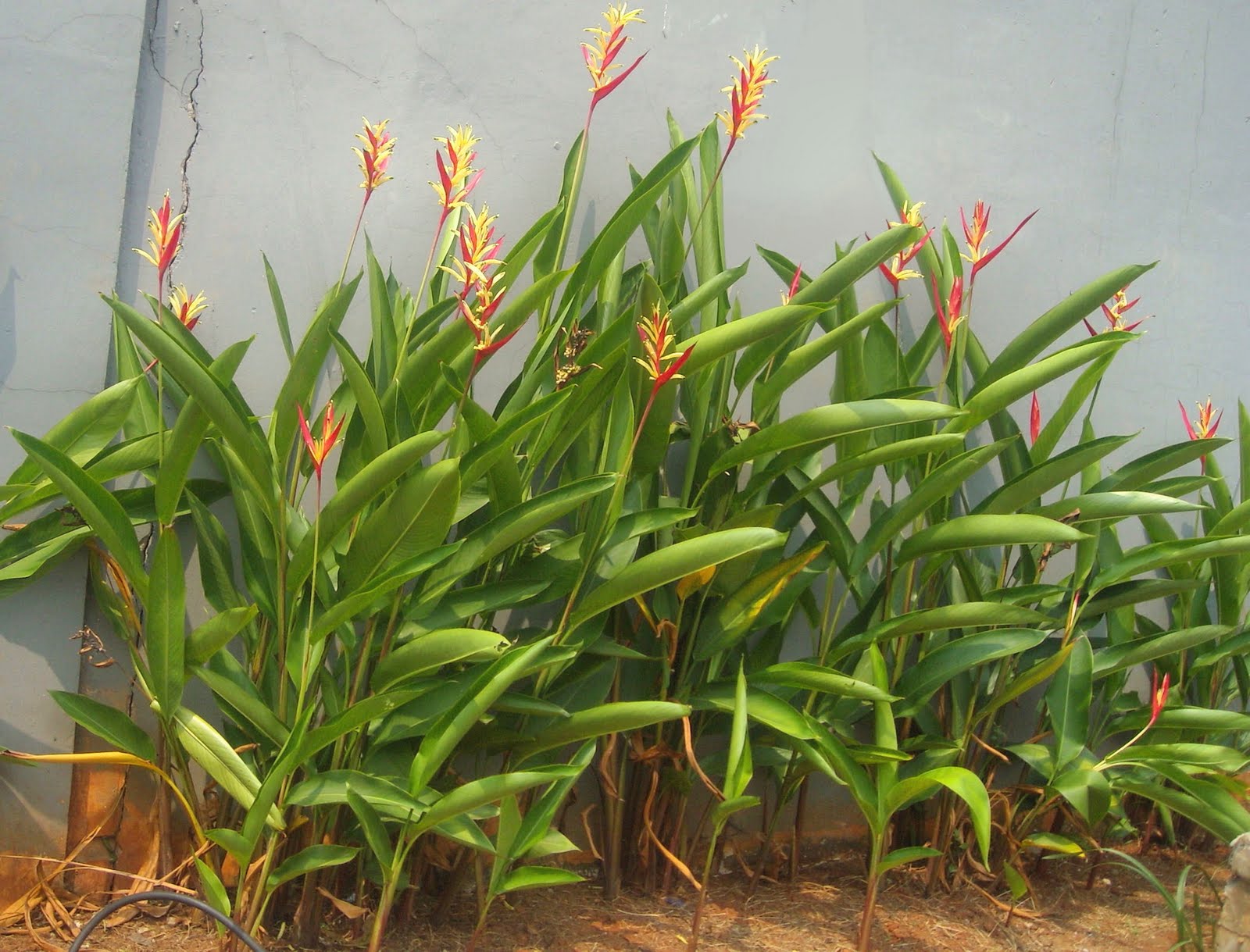 Tropical Plant Pictures: Heliconia