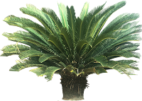Tropical Plant Pictures: Cycads