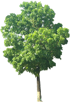 Tropical Plant Pictures: Swietenia mahagoni & macrophylla (Mahogany tree)