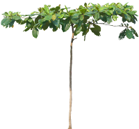 Tropical Plant Pictures: 2009