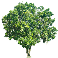 Tropical Plant Pictures: 2010