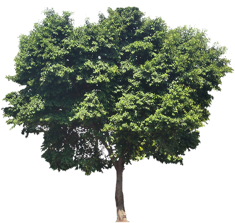 Tropical Plant Pictures: Ficus Benjamina (Weeping Fig)