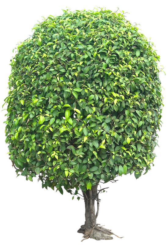 Tropical Plant Pictures: Ficus Benjamina (Weeping Fig)
