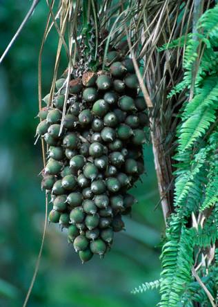 Cohune Palm | (Orbignya) Cohune