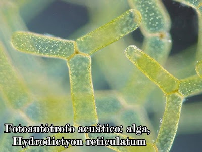 La fotosintesis: Cómo se denominan los organismos capaces de llevar a ...