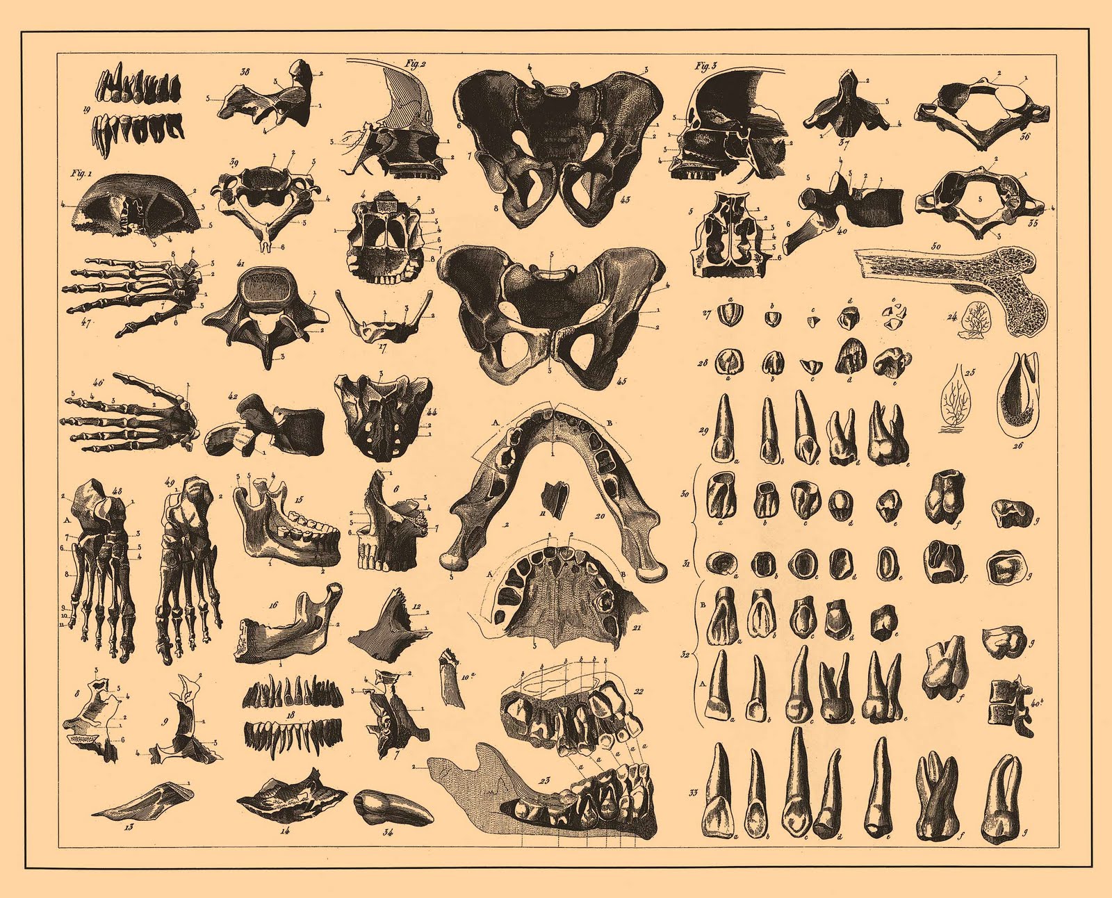 Vintage Ephemera: Skull and bone Illustrations (1890—1907)