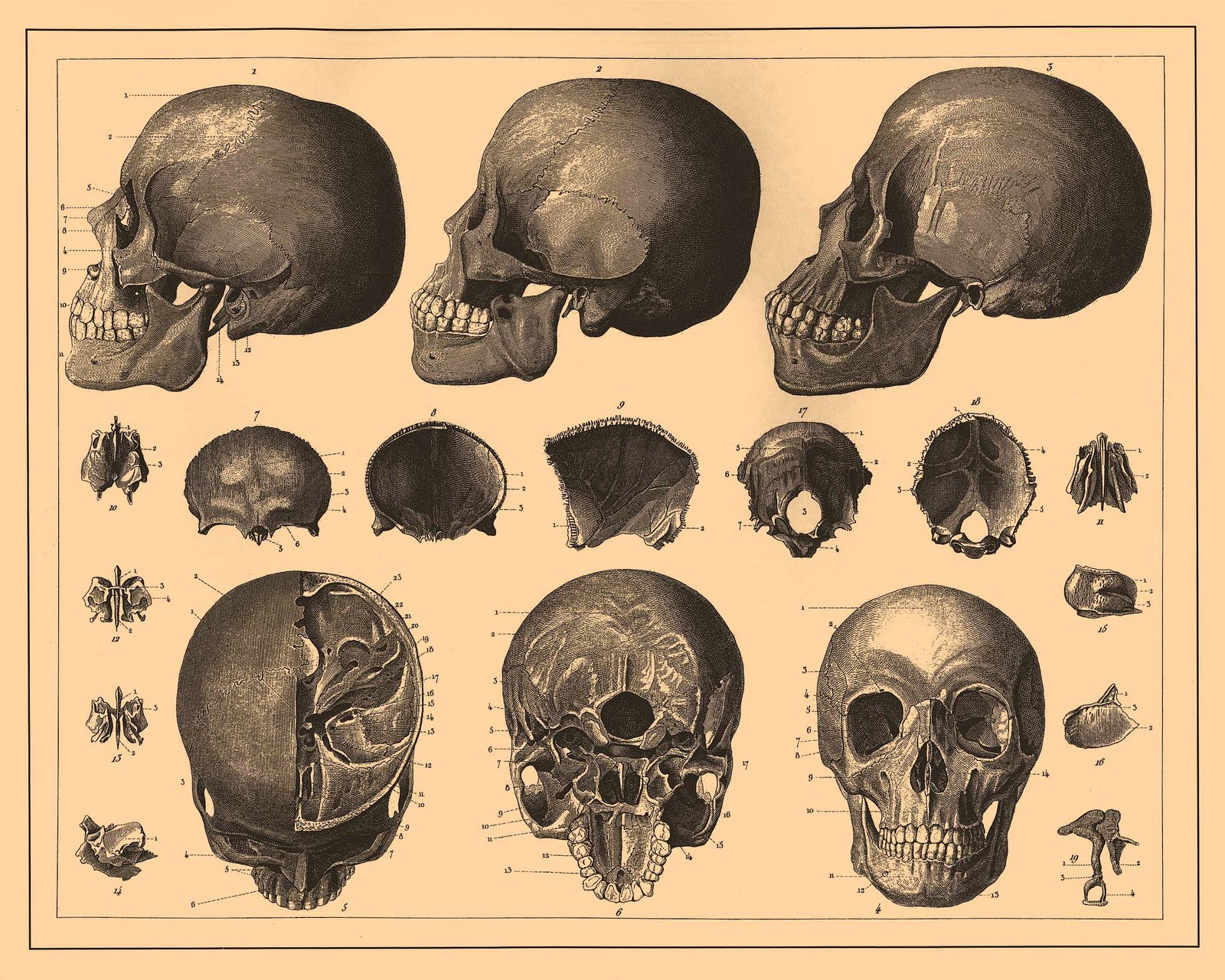 Vintage Ephemera: Skull and bone Illustrations (1890—1907)