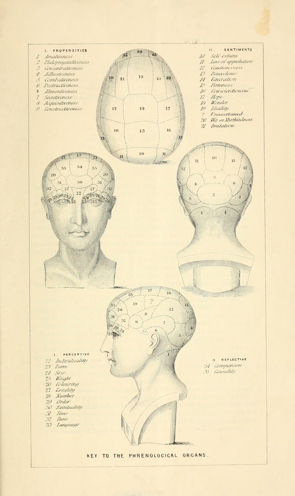 Vintage Ephemera: Illustration, Phrenological organs, 1834